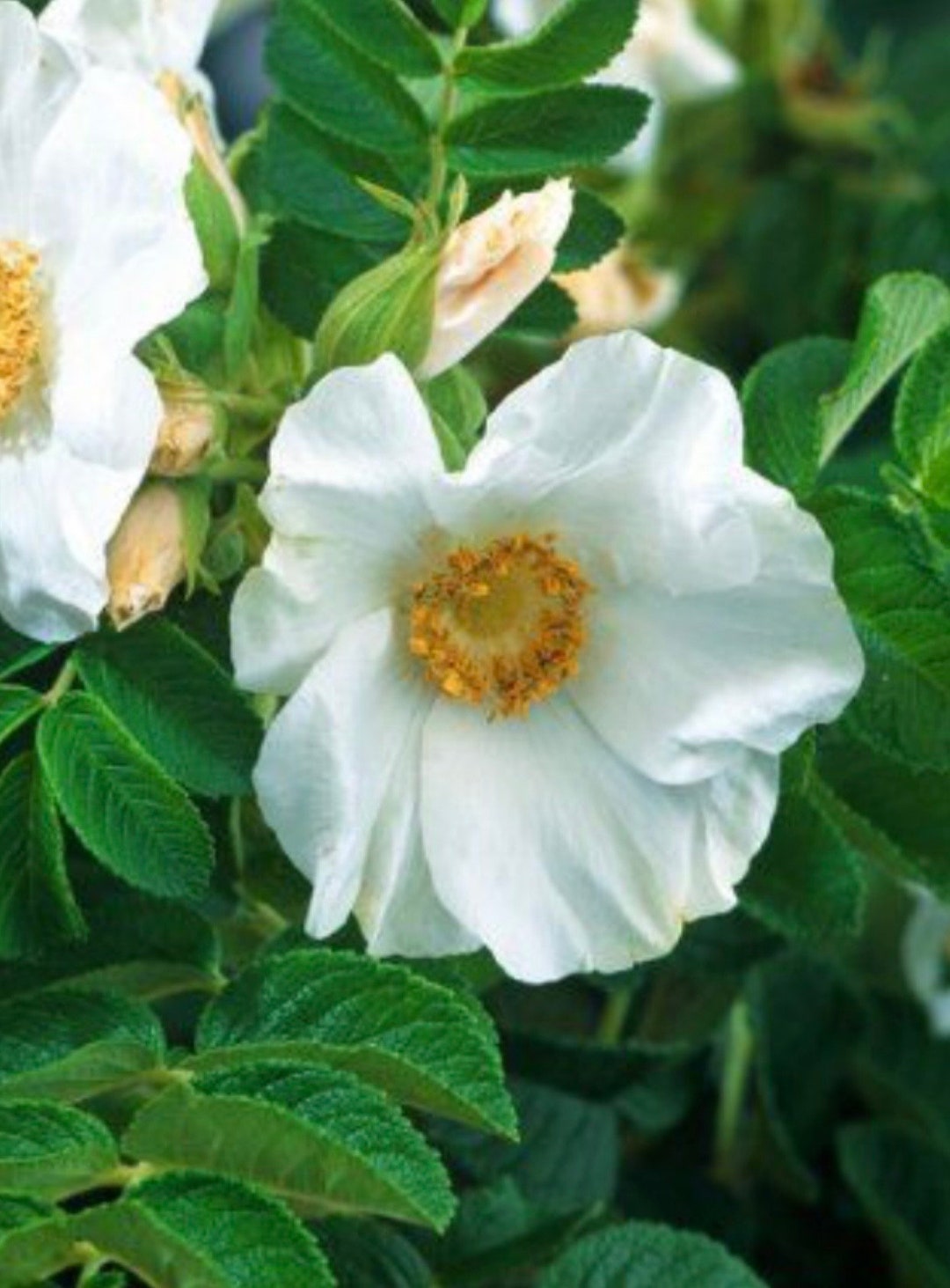 Rose Rugosa Alba White Japanese Species Shrub Rose Plant in 2 Litre Pot ...