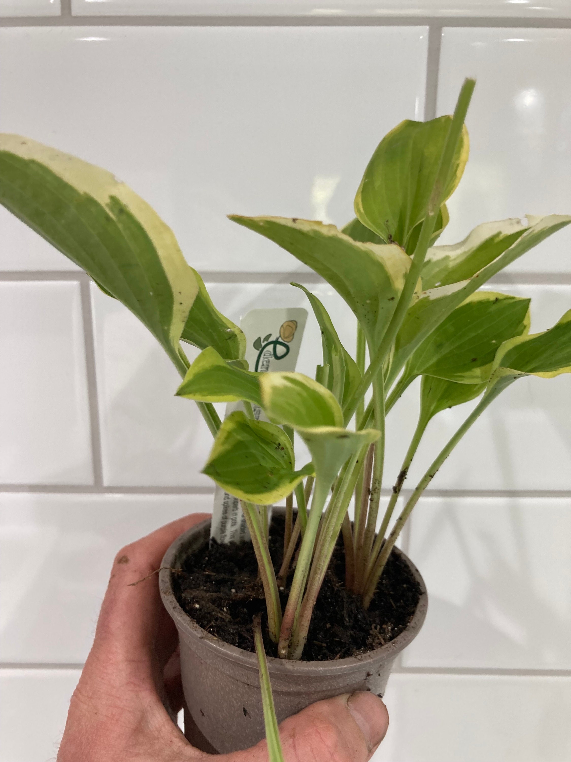 Hosta 'golden Tiara' Purple Flowers, Yellow Margins in 9cm Pot - Etsy UK