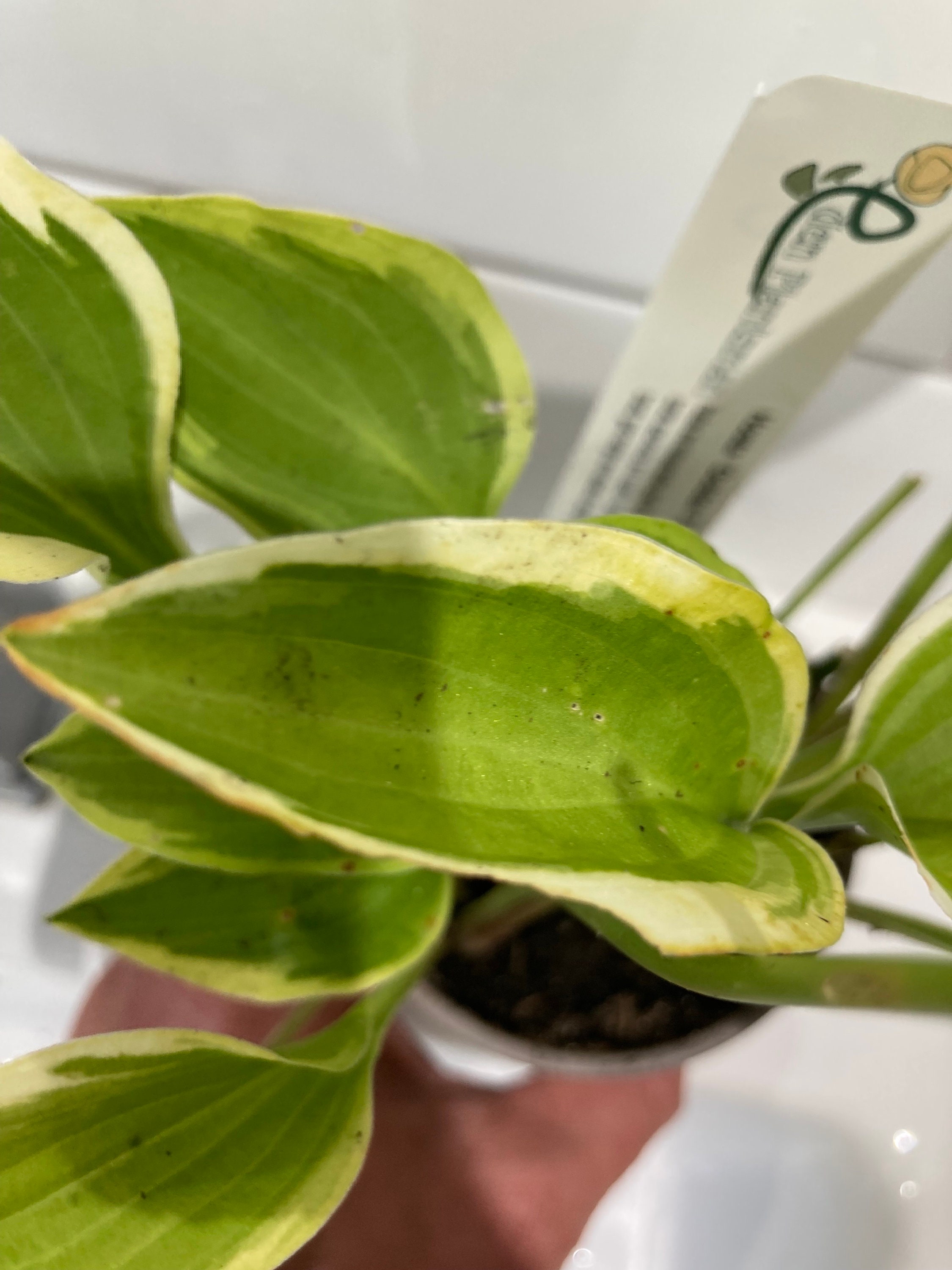 Hosta 'golden Tiara' Purple Flowers, Yellow Margins in 9cm Pot - Etsy UK