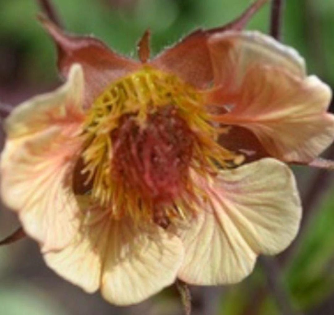 Geum ‘savanna Sunset’ in a 9cm Pot Hardy Perennnial Garden Plant ...