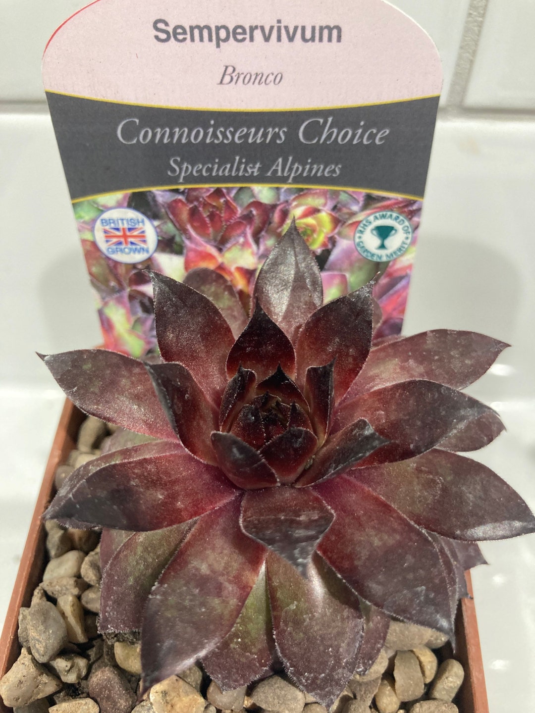 Sempervivum BRONCO in 7cm Pot Alpine Succulent Chicks Trough Plants ...