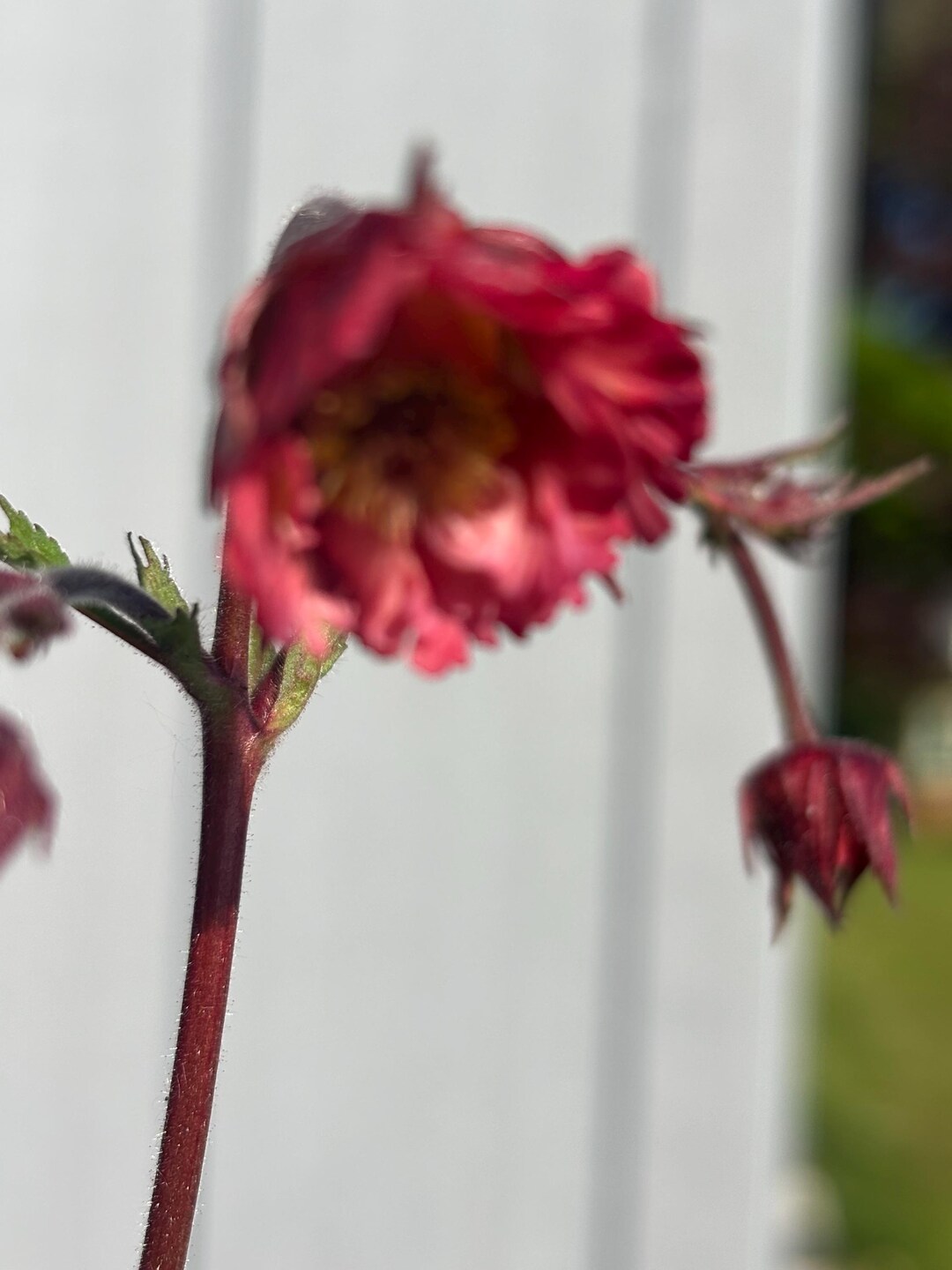 Geum ‘bell Bank’ in a 9cm Pot Hardy Perennnial Avens Garden Plant ...