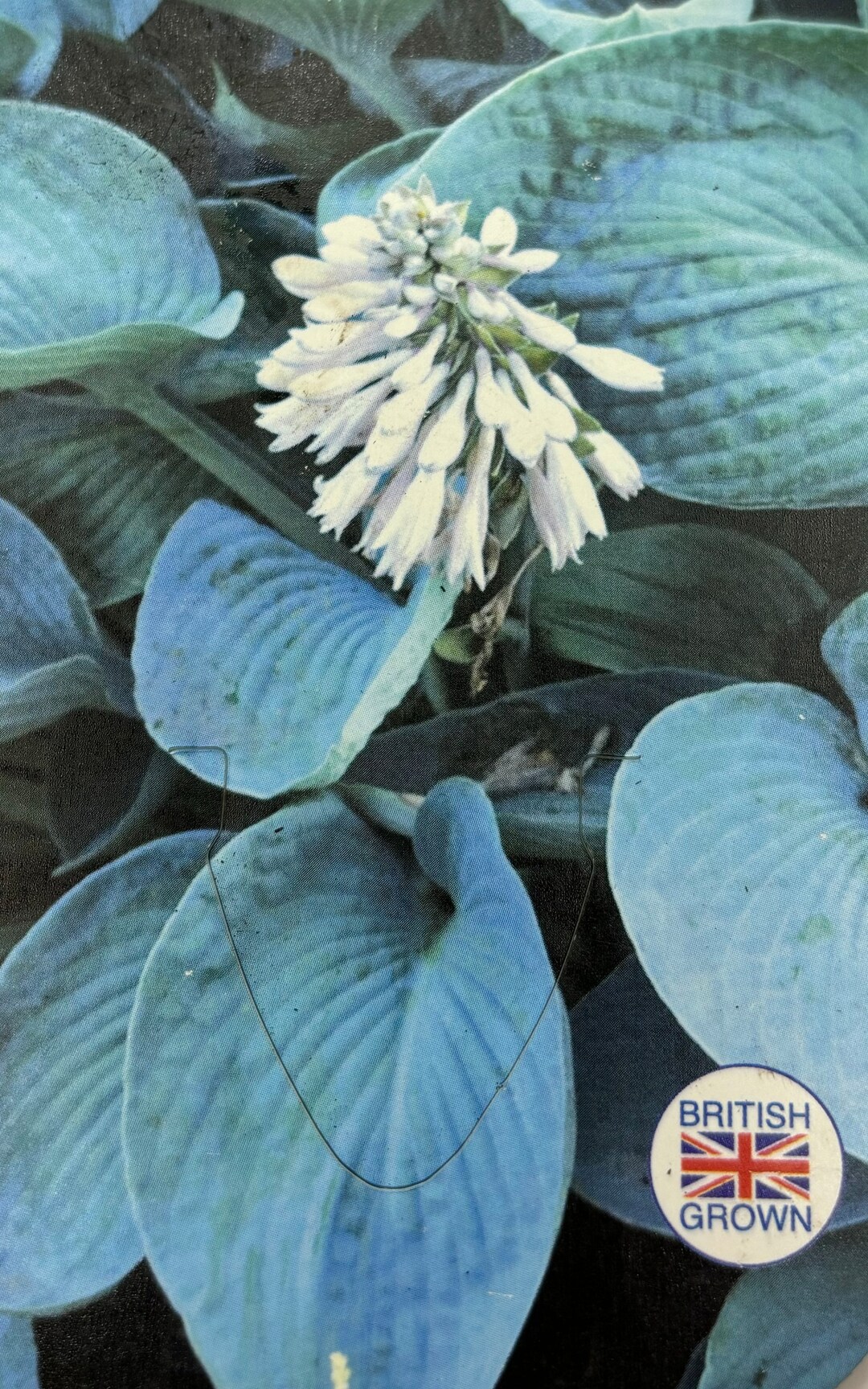 Hosta Sieboldiana 'elegans' | Hardy Blue-grey Garden Plant (9cm Pot ...