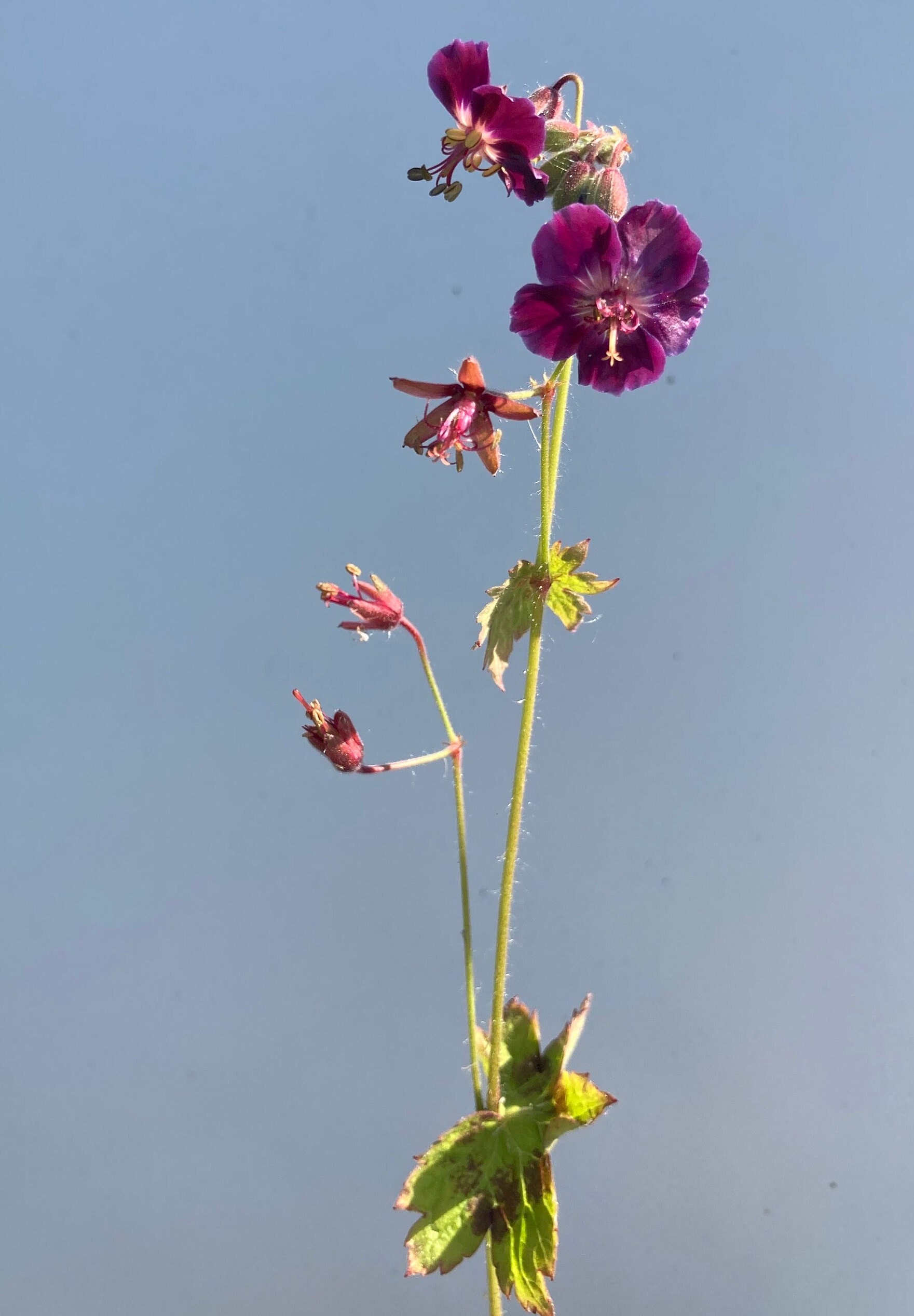 Geranium Phaeum 'samobor' Garden Plant Hardy Perennial UK Grown - in ...