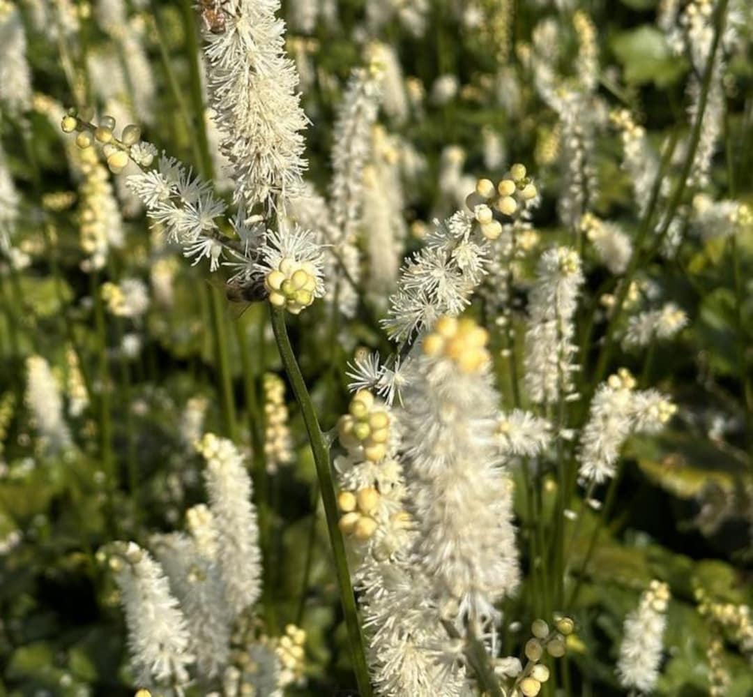 ACTAEA (cimicifuga) Japonica 'silver Blush' - Hardy Perennial Plant ...