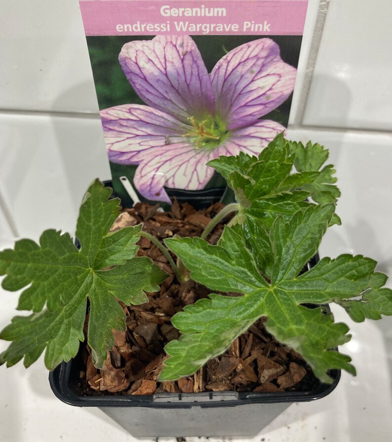 Geranium × Oxonianum / Endressi 'wargrave Pink' in 9cm Plant Pot With ...