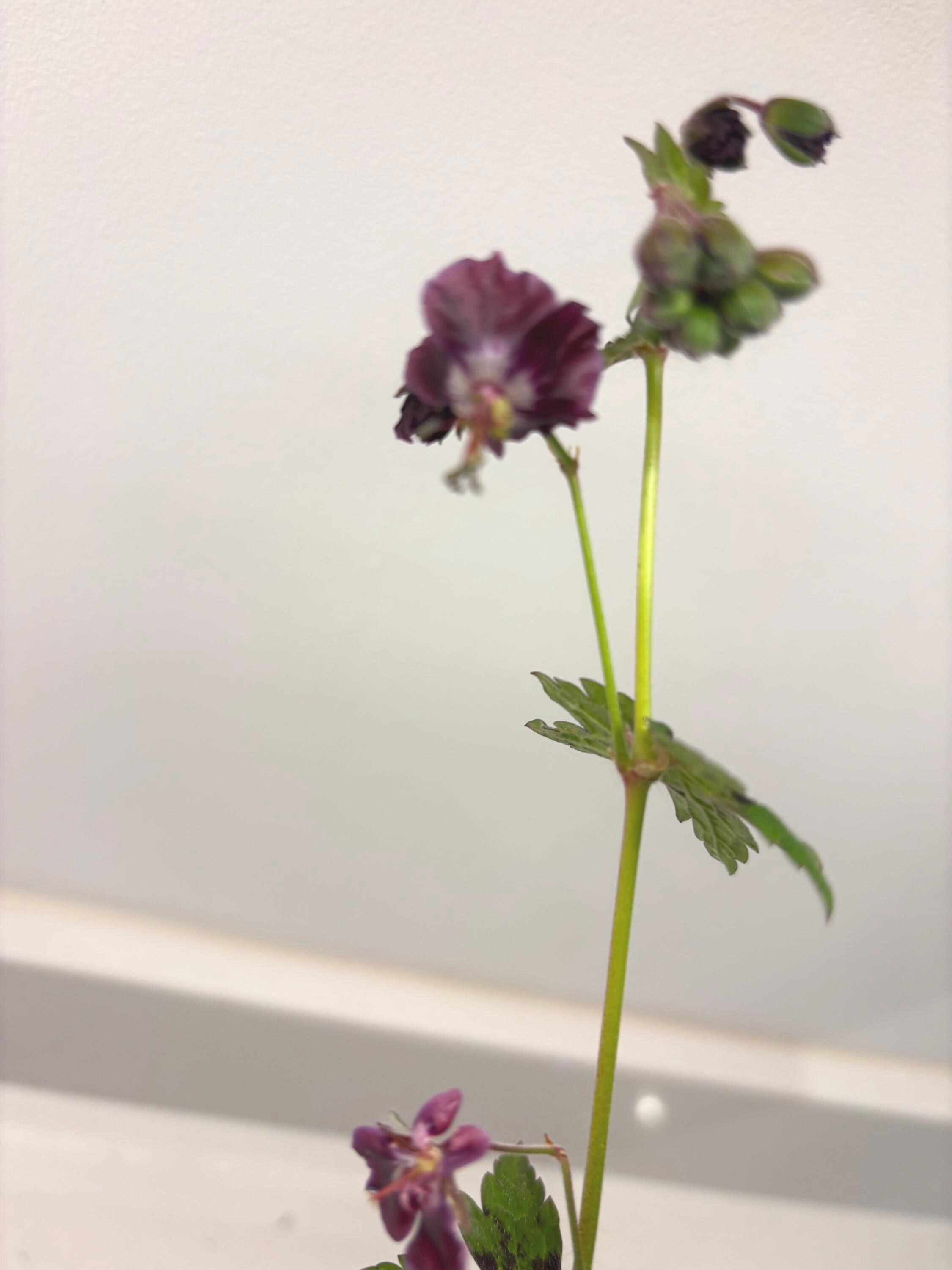 Geranium Phaeum 'samobor' Garden Plant Hardy Perennial UK Grown - in ...