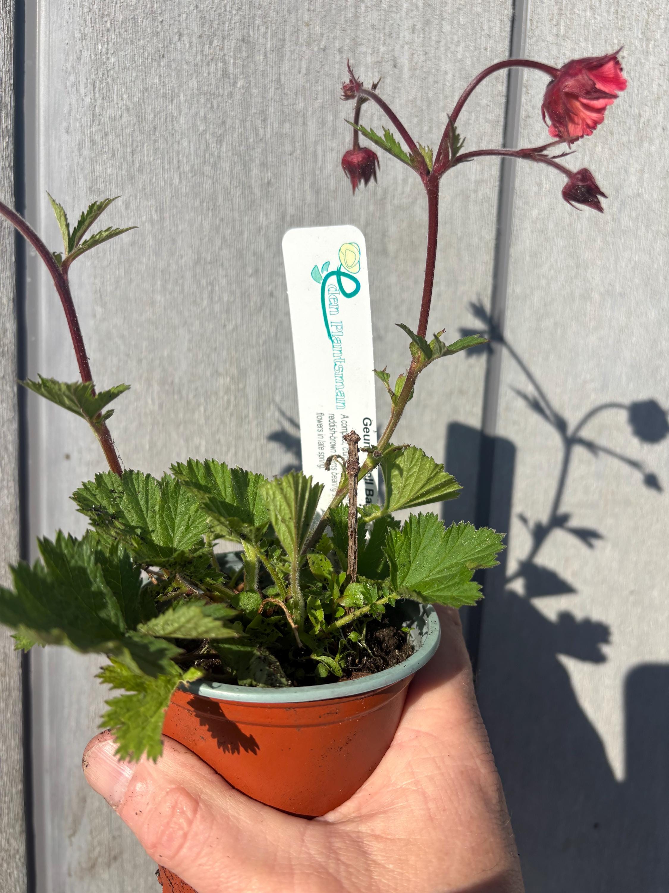 Geum ‘bell Bank’ in a 9cm Pot Hardy Perennnial Avens Garden Plant ...