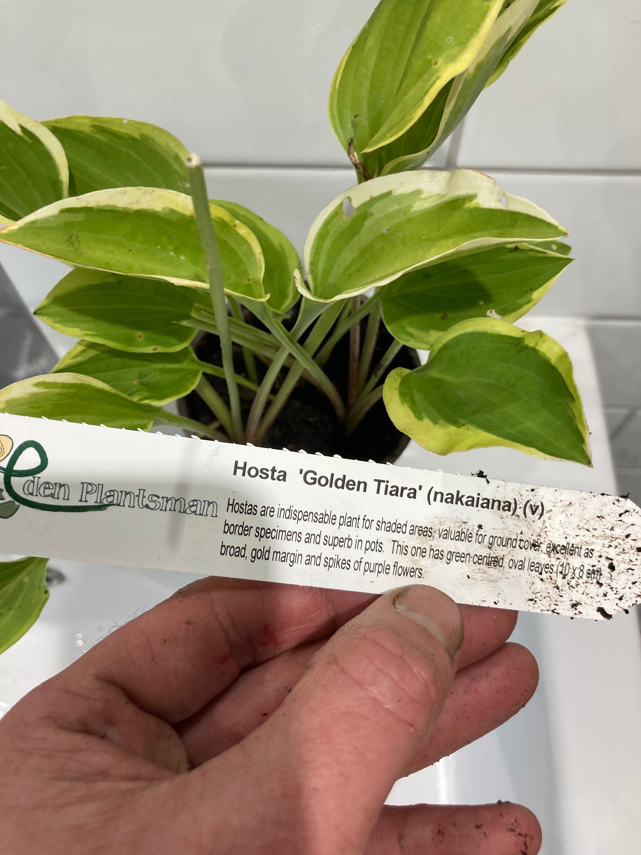 Hosta 'golden Tiara' Purple Flowers, Yellow Margins in 9cm Pot - Etsy UK
