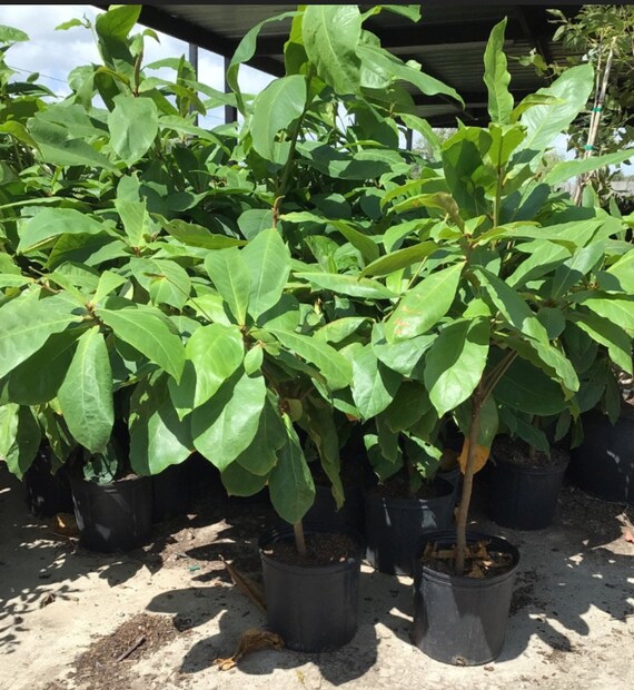 Almond Plants