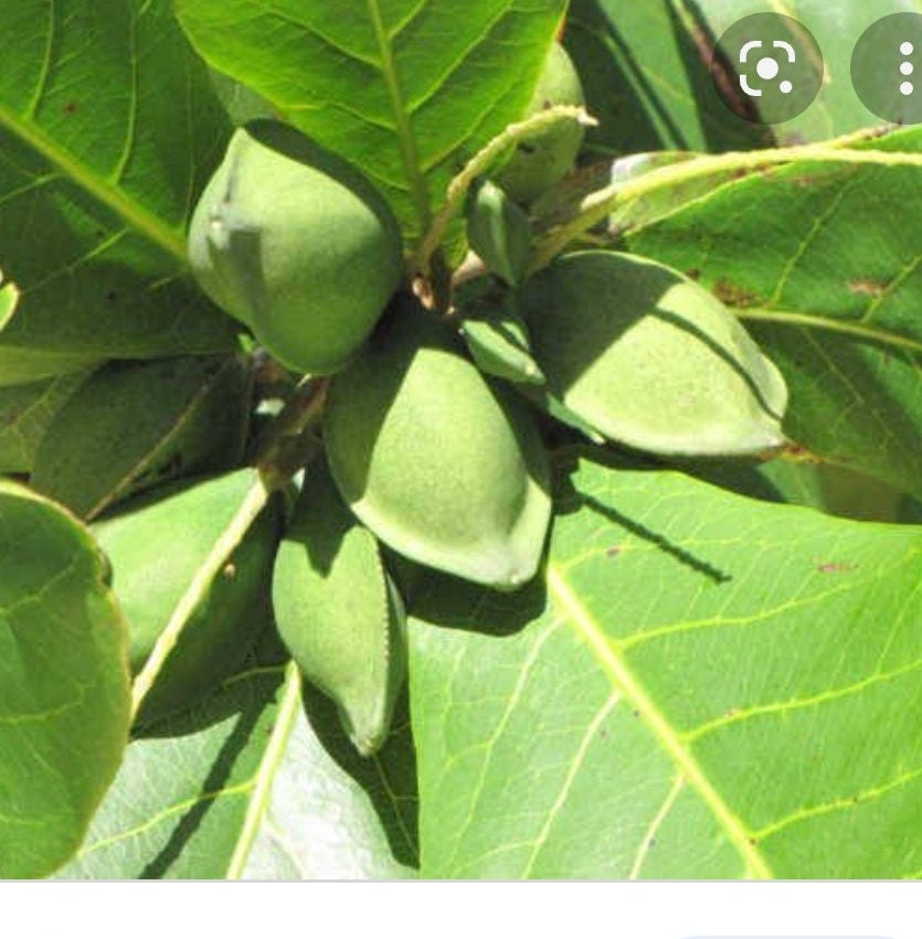Almond Plant Leaves