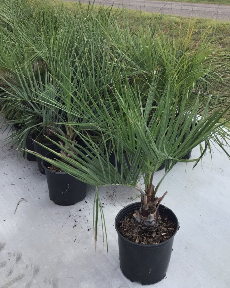 Jelly Palm Tree - Etsy