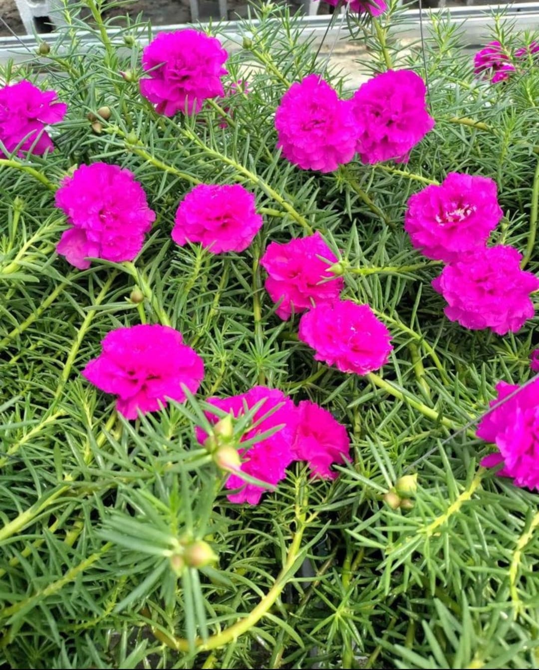 Hot Pink Chisme Plant - Etsy