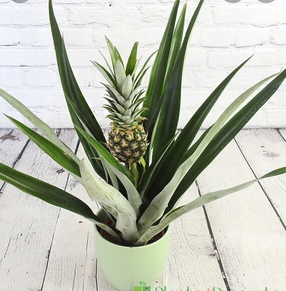 Pineapple Tree Images
