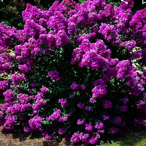 Dwarf Crape Myrtle - Etsy