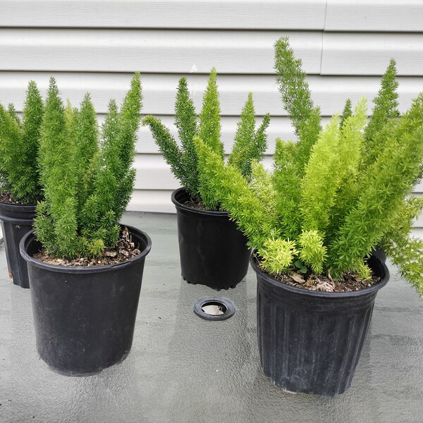 Fox Tail Plant - Etsy