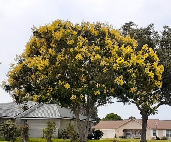 Golden Rain Tree