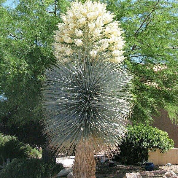 Yucca Rostrata - Etsy