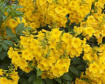 Esperanza 'goldstar' Yellow Bells Live Plant 1 Gallon - Etsy