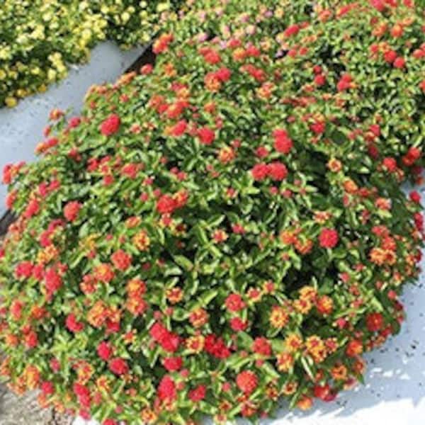 Dwarf Lantana - Etsy