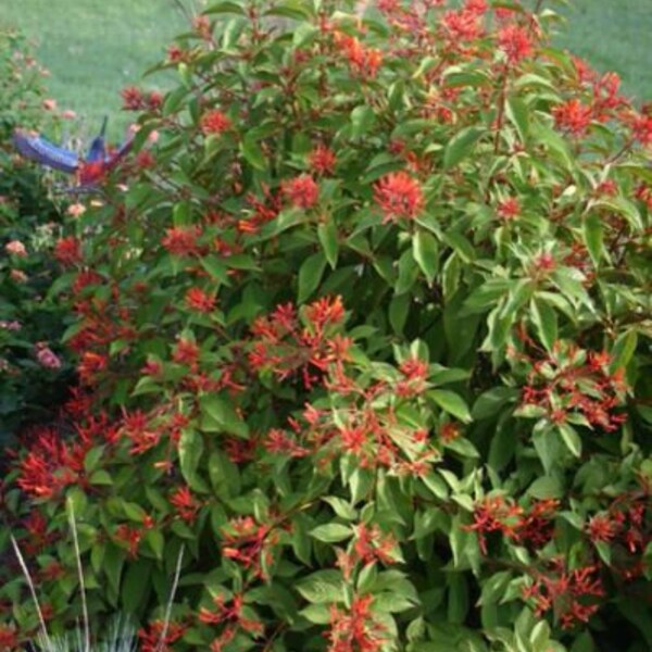 Burning Bush Plant - Etsy