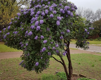 100 Texas Mountain Laurel Tree and Shrub Seeds. Beautiful - Etsy