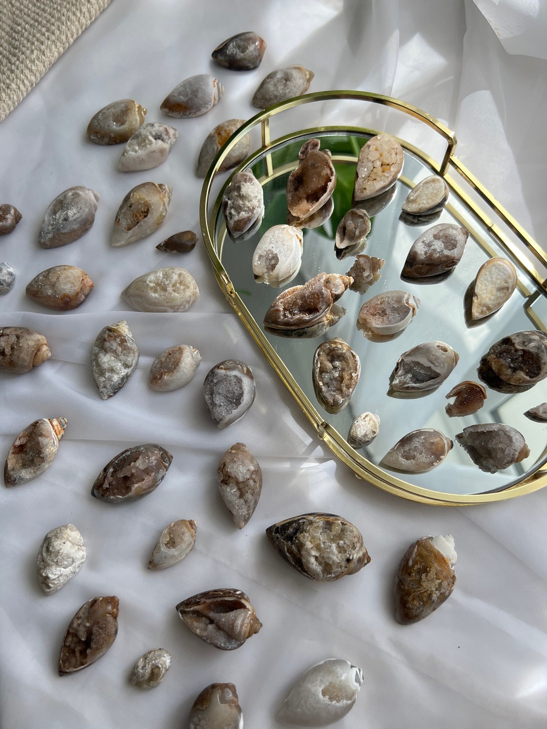 SUPER RARE Natural Crystallised Quartz Seashells Fossil - Etsy