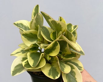 Peperomia Optipan - Etsy