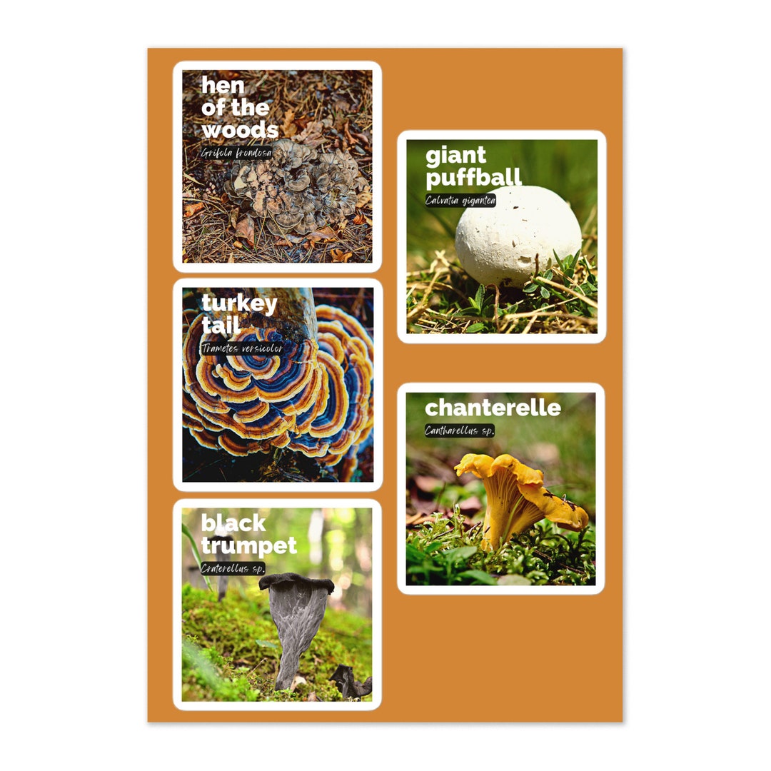 Fungi Sticker Sheet (series 1) | Mushroom Forager Mycology Nerd Fungi ...