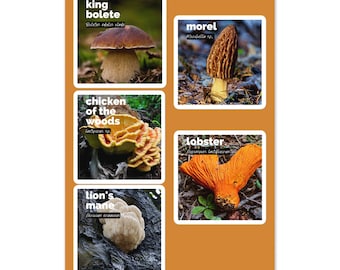 Fungi Sticker Sheet (series 2) - Etsy
