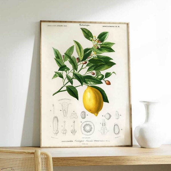 Botanical Print - Etsy