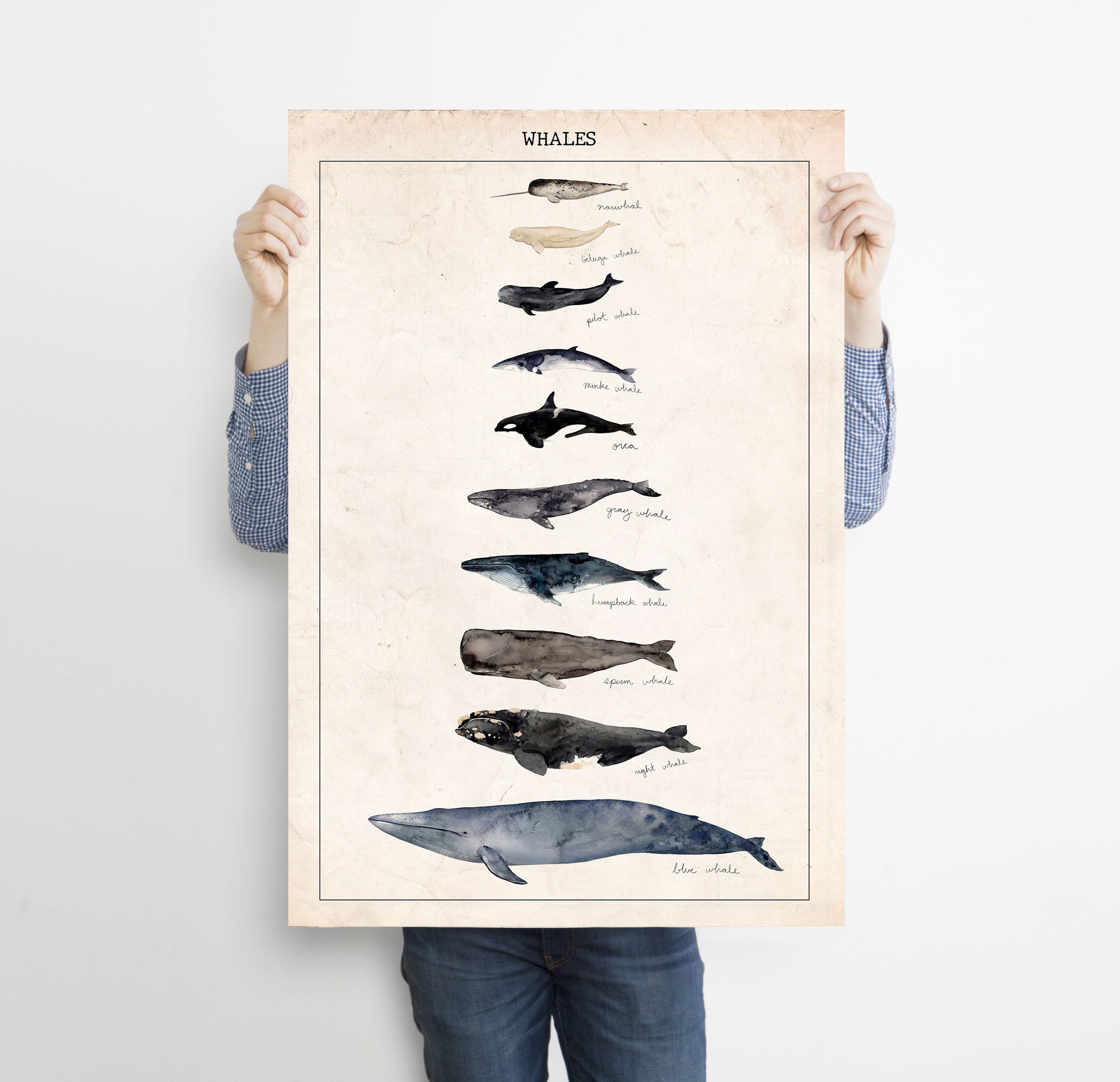 Whales Illustration Print Whale Species Poster Whale - Etsy