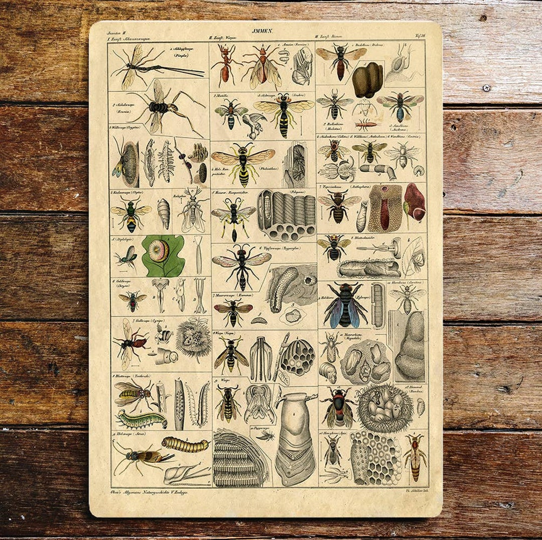 Insects Assortment Flies Bee Metal Wall Sign Plaque - Etsy
