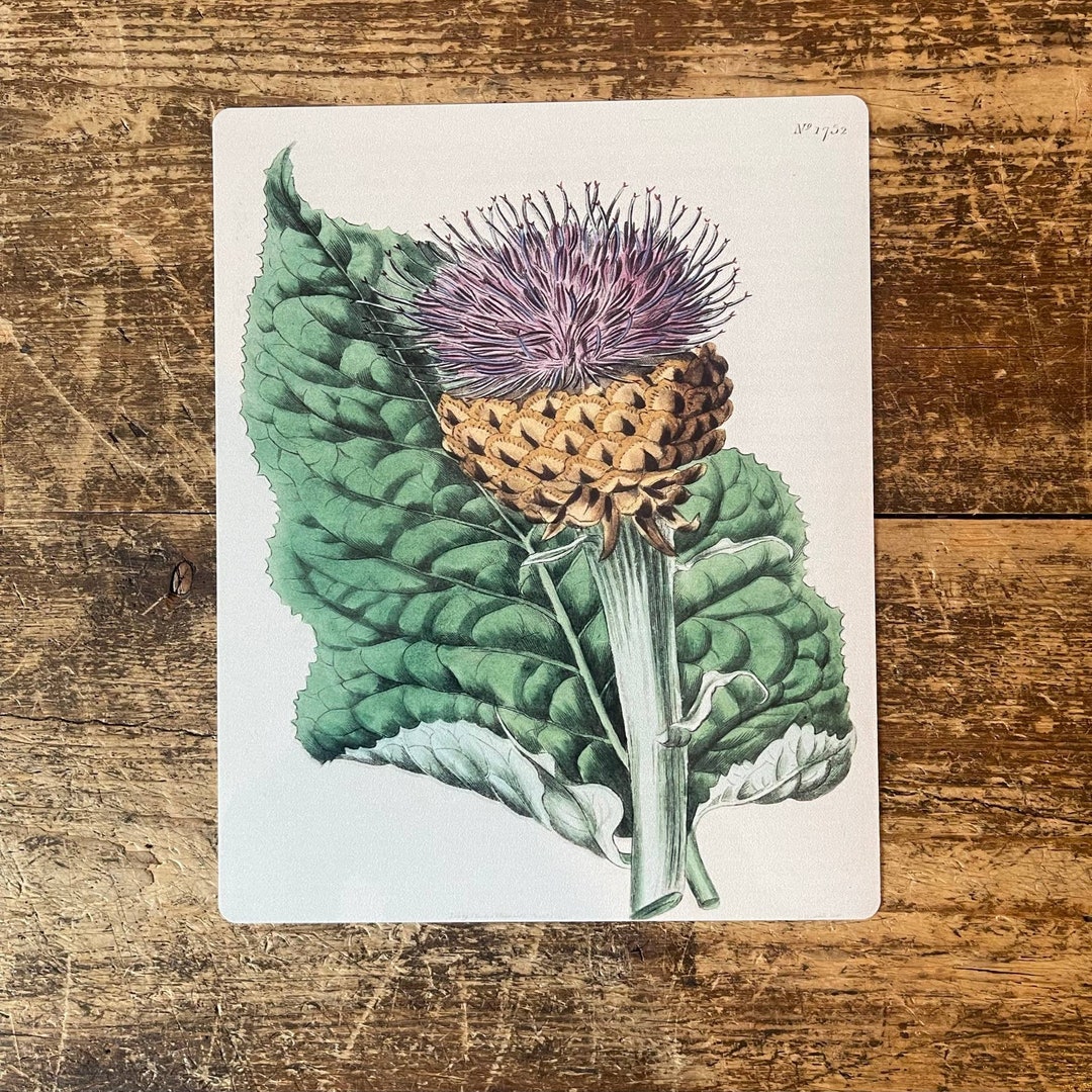 Thistle Plant Metal Wall Sign - Etsy