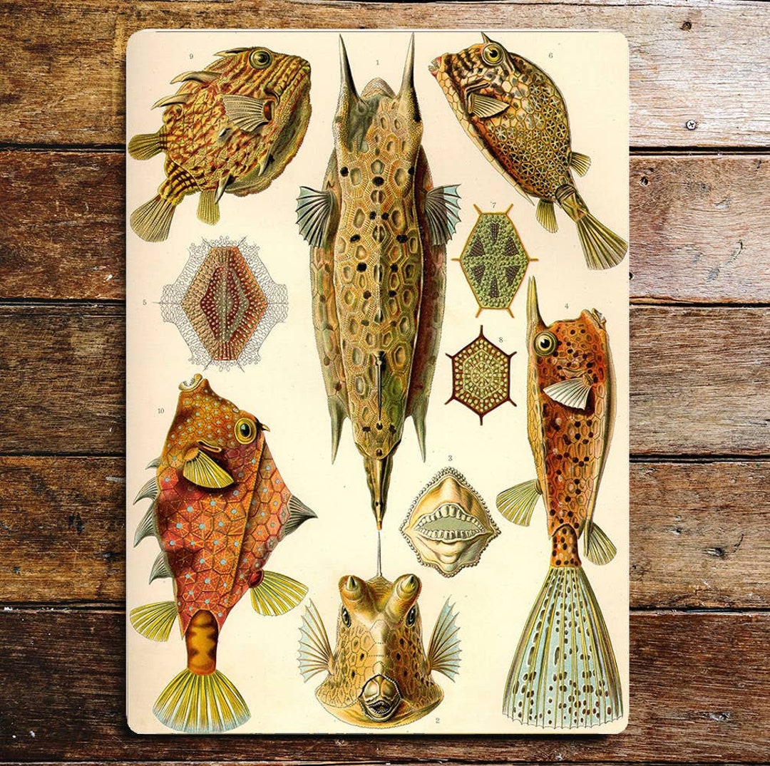 Ugly Fish Sea Life Creatures Metal Sign Plaque - Etsy