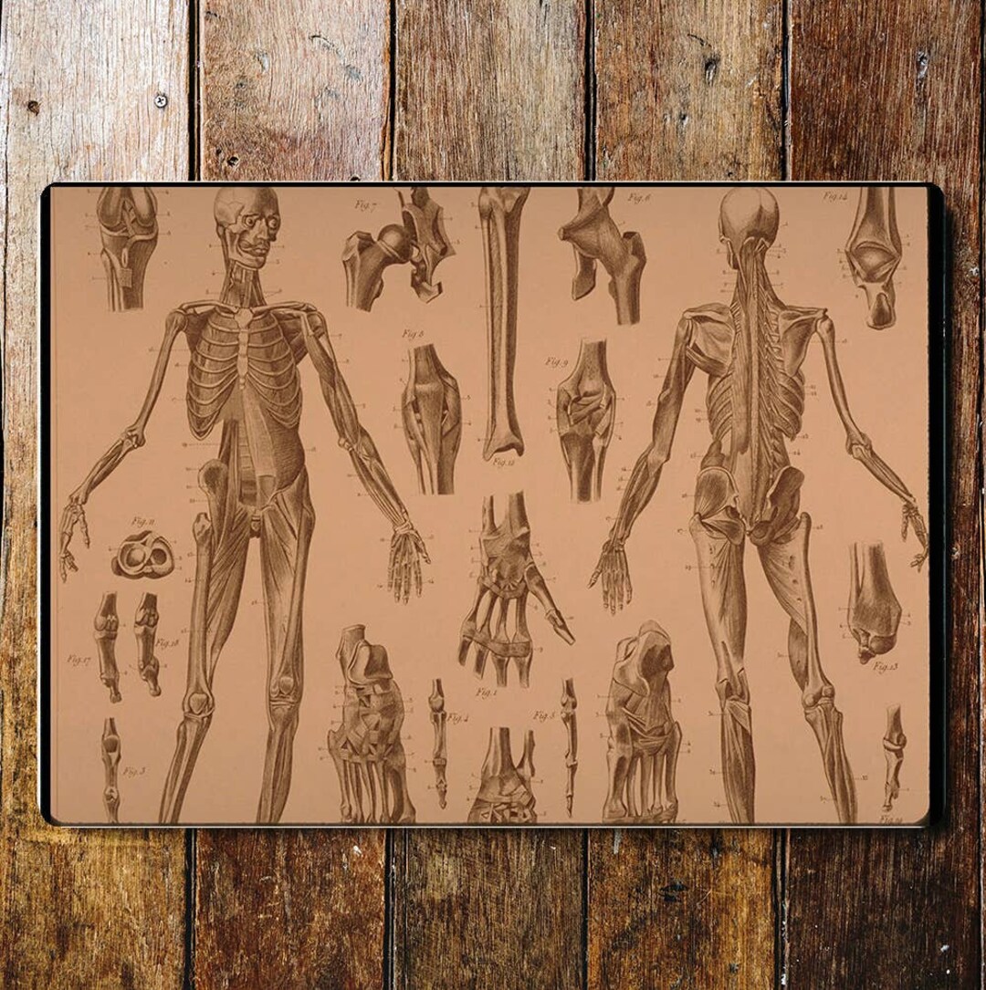 Skeleton Bones Chart Metal Sign Plaque - Etsy