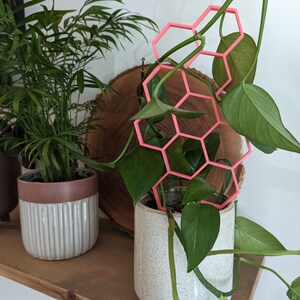 Hexagon Plant Climbing Trellis - House Plant Support Lattice - Etsy
