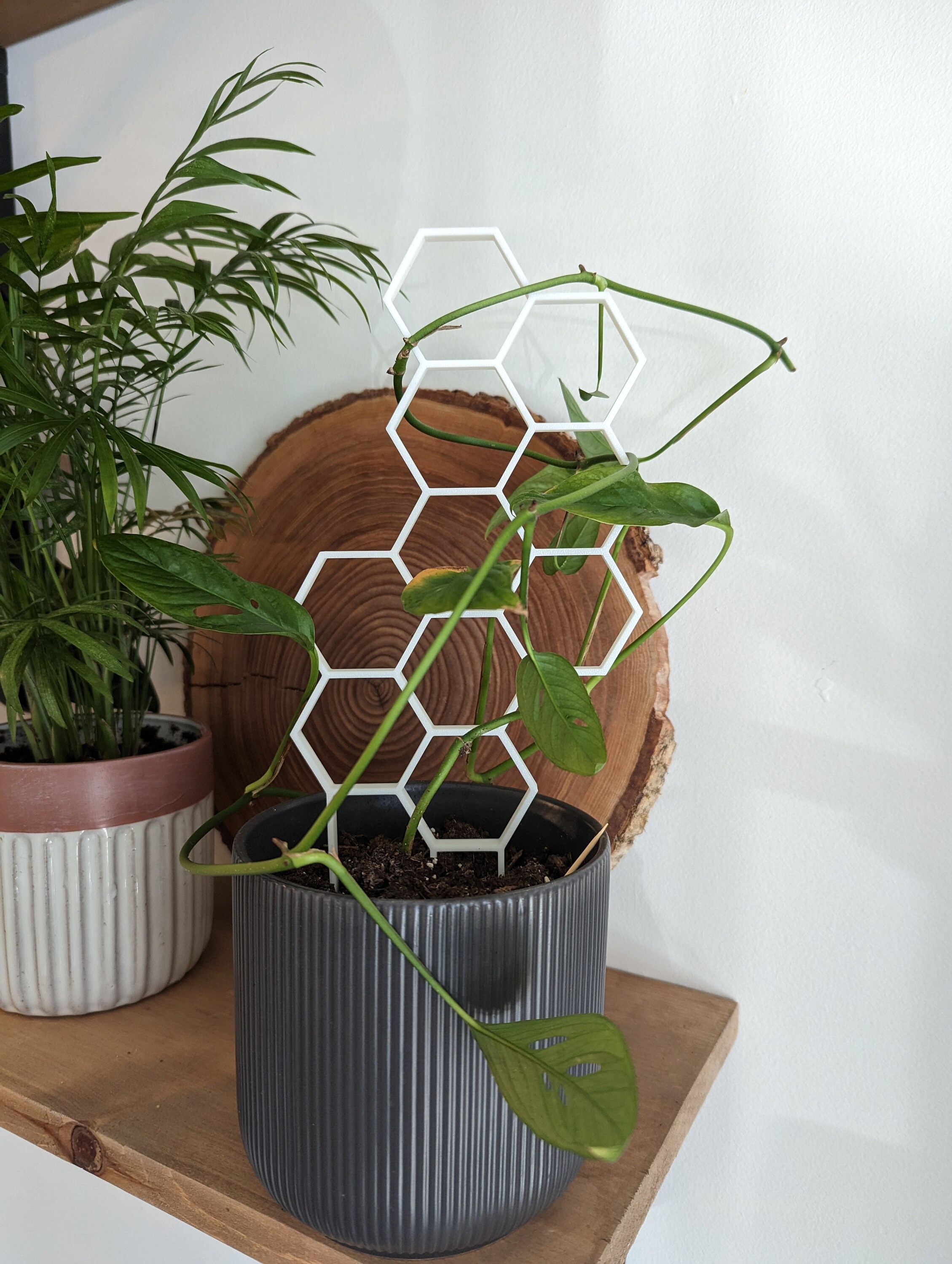 Hexagon Plant Climbing Trellis - House Plant Support Lattice - Etsy