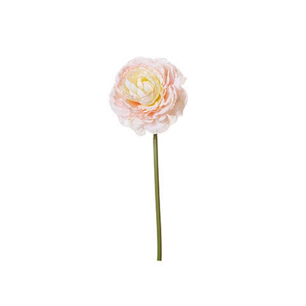 Peach Ranunculus - Etsy
