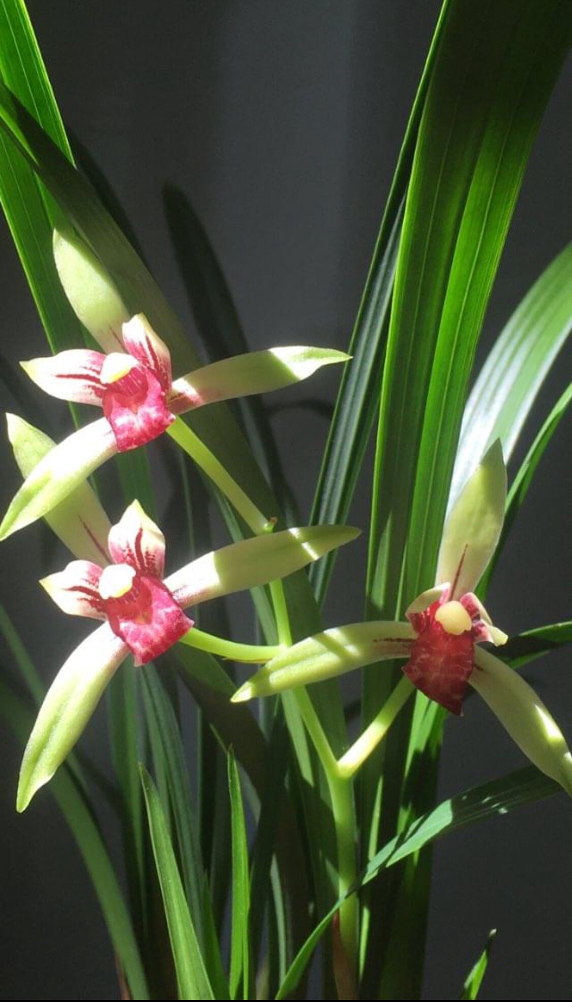 Three Growth of Highly Fragrant Blooming Cymbidium Ensifolium yi Hong ...