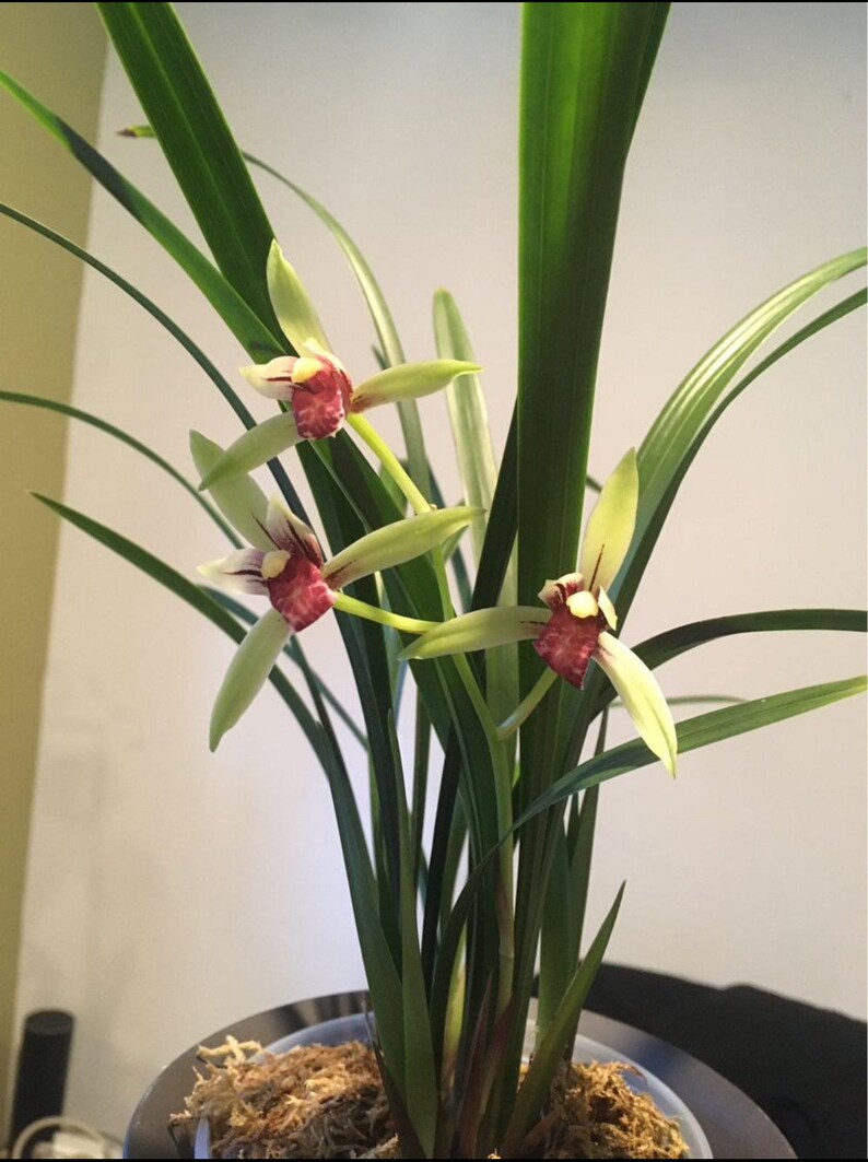 Three Growth of Highly Fragrant Blooming Cymbidium Ensifolium yi Hong ...