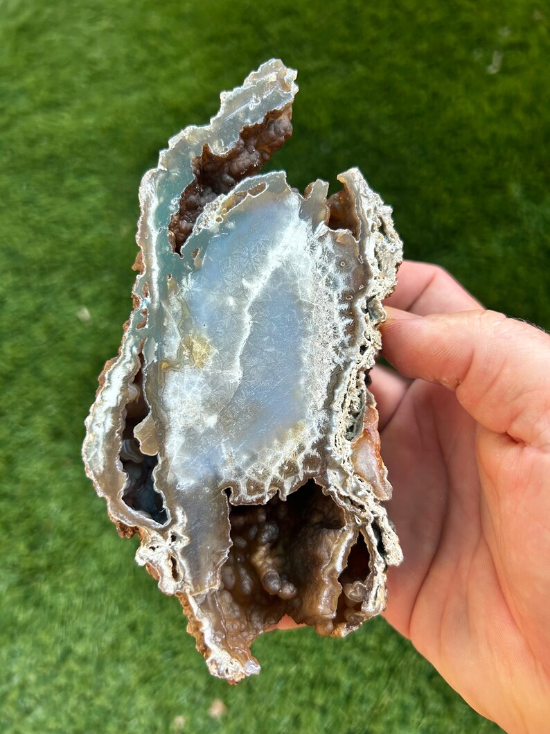 Fossil Agatized Coral Rare Color Geode Cut & Polished - Etsy