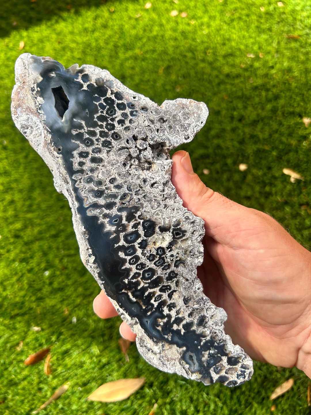 Fossil Agatized Coral Rare Color Geode Cut & Polished - Etsy