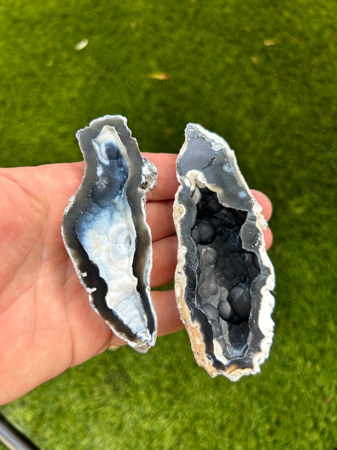 Fossil Agatized Coral Rare Color Geode Cut & Polished - Etsy