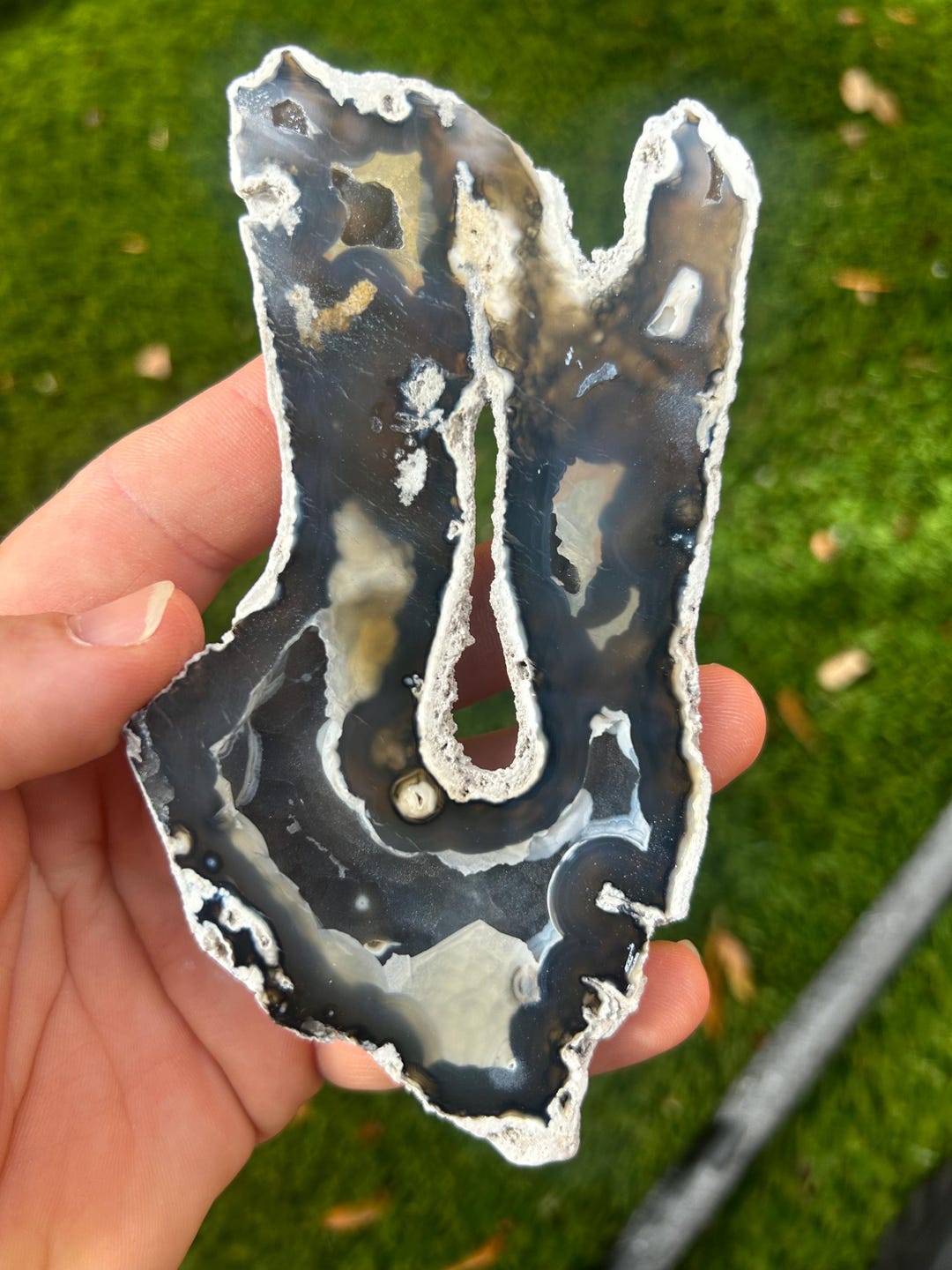 Fossil Agatized Coral Rare Color Geode Cut & Polished - Etsy