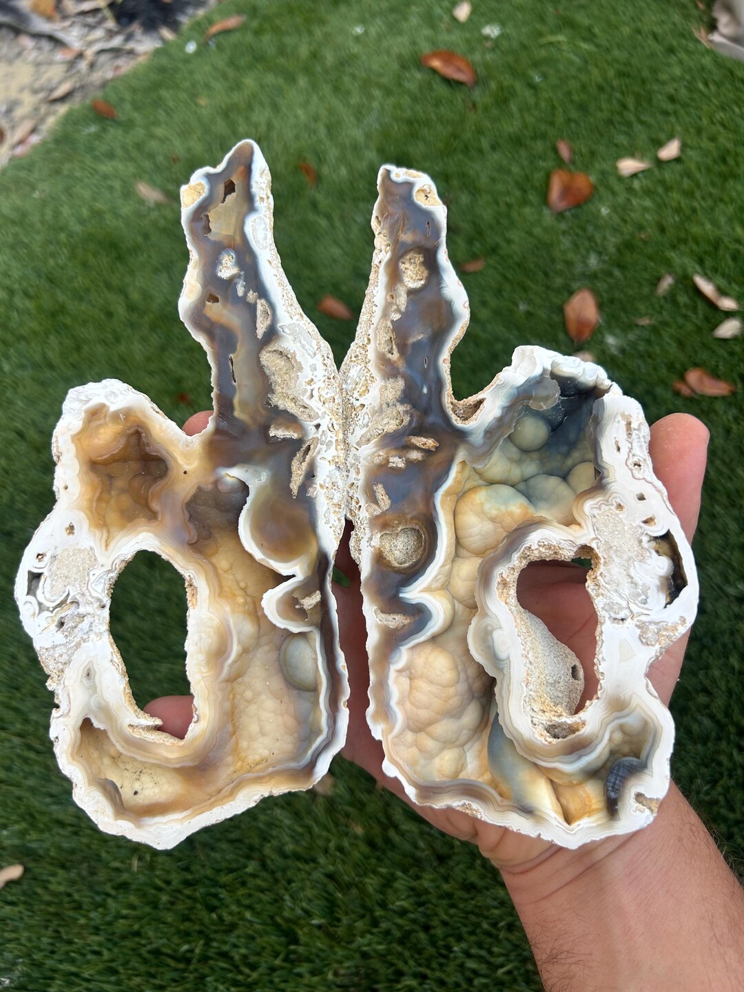 Fossil Agatized Coral Rare Color Geode Cut & Polished - Etsy