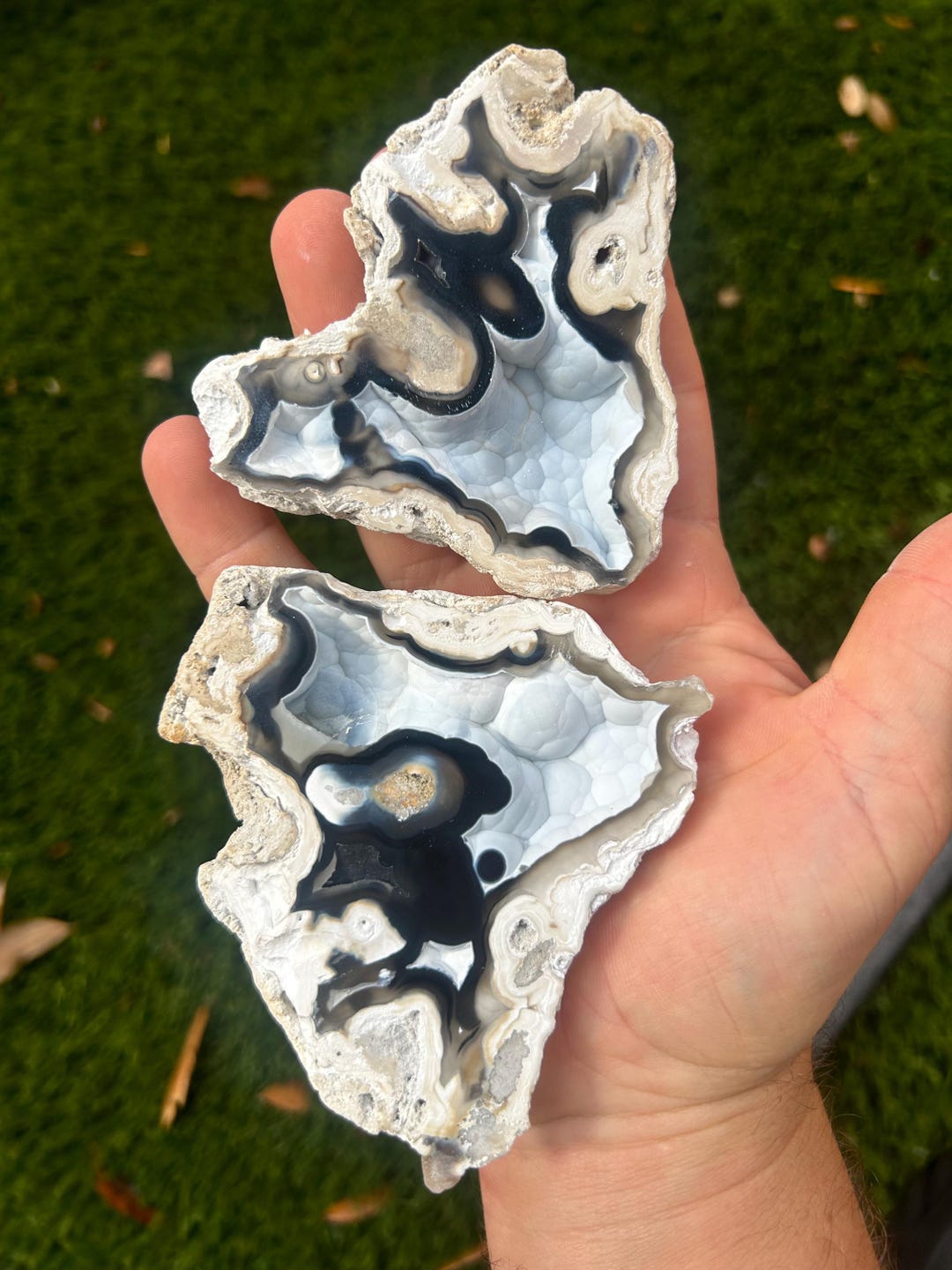 Fossil Agatized Coral Rare Color Geode Cut & Polished (pair) - Etsy