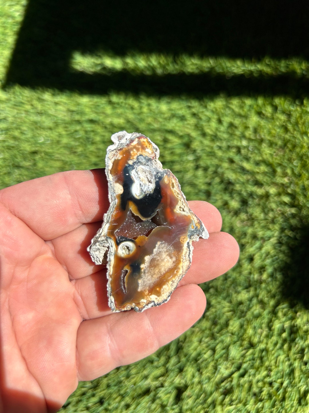 Fossil Agatized Coral Rare Color Geode Cut & Polished - Etsy