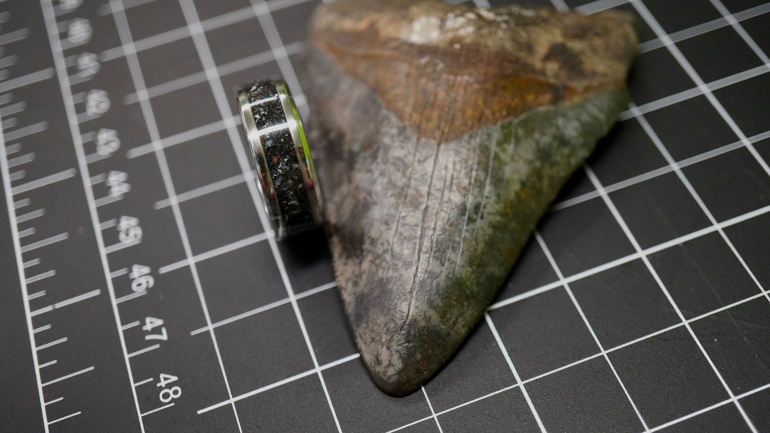 Ancient Ocean Ring - Megalodon Tooth & Fossil Coral Inlay (mixed) - Etsy