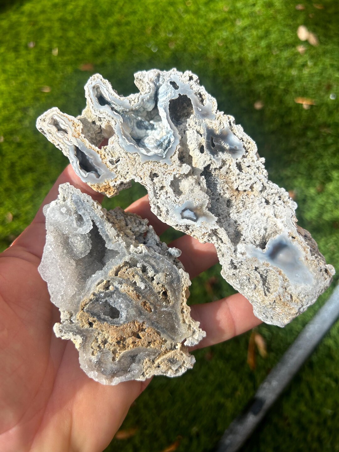 Fossil Agatized Coral Rare Color Geode Cut & Polished - Etsy